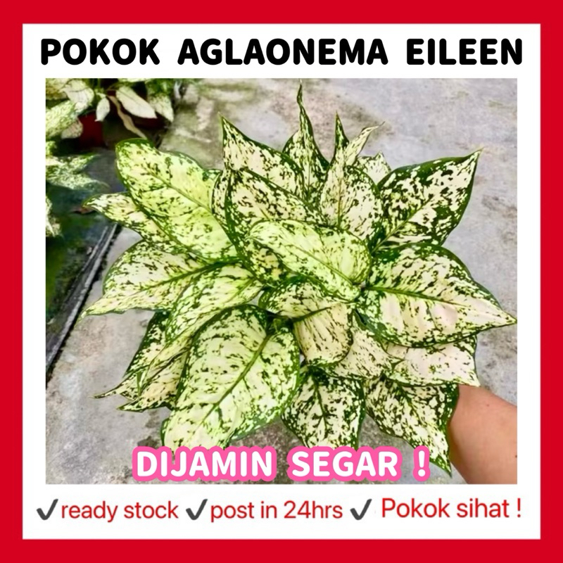 RINA • pokok aglaonema Eileen • keladi Chinese evergreen indoor ...