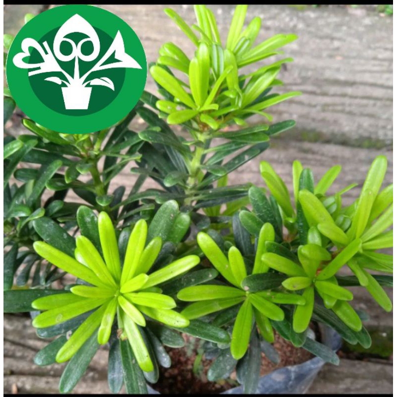 金钻罗汉松 /菊花罗汉松(原生苗）Podocarpus Diamond/Chrysanthemum(original shape ...
