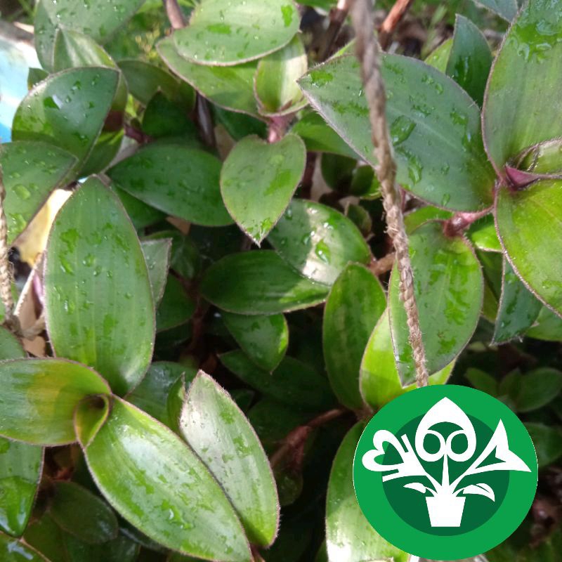 Inch Plant cuttings200g水龟草Keratan Pokok Telinga Kera | Shopee Malaysia