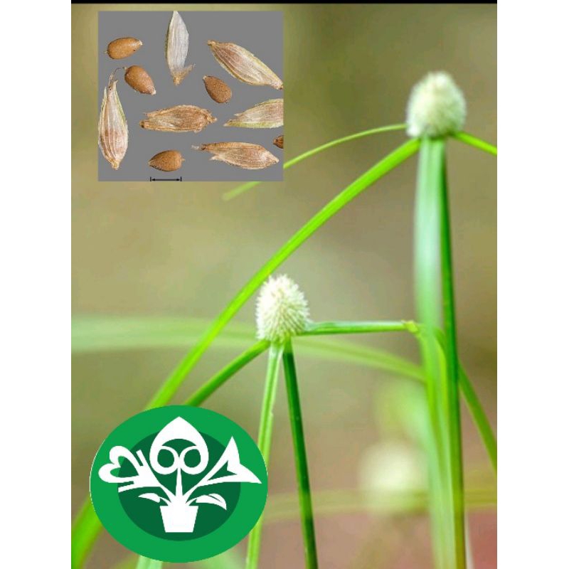 （BUY 1 FREE 1 FOR SEED) Biji Benih Rumput Helicopter/Pendul/Mata lalat ...