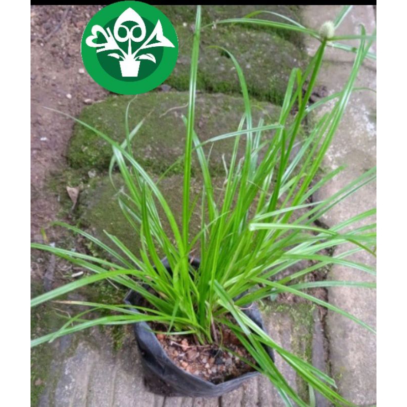 （Beg Kecil )Anak pokok Rumput Helikopter/Pendul/Mata lalat 水蜈蚣苗 (小袋 ...