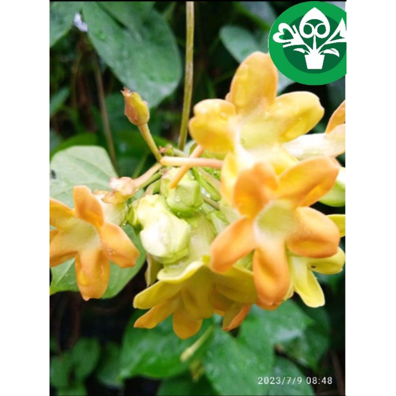 Chinese Violet/Telosma cordata cutting(4/10/20cuttings)/live plant 夜香花 ...