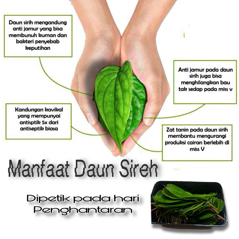 25 Helai Daun Sireh Melayu Segar Dipetik Pada Hari Penghantaran ...