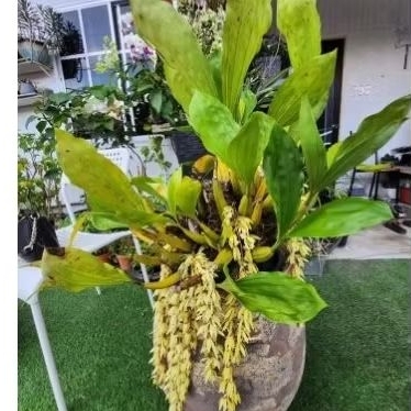 Coelogyne Roshussenii ( orkid gantung , bunga berjurai cantik, warna ...