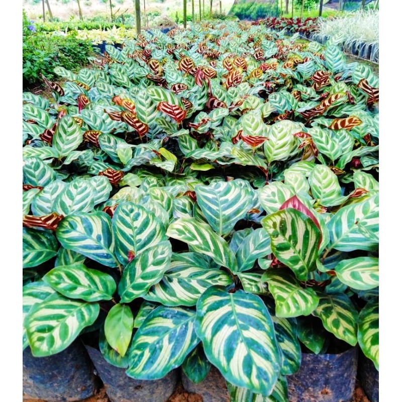 anak pokok calathea makoyana,indoor, polybag (8x8) | Shopee Malaysia