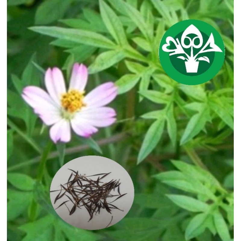(BUY 1 FREE 1) Ulam Raja /Cosmos caudatus/ King's Salad seeds 50PCS ...