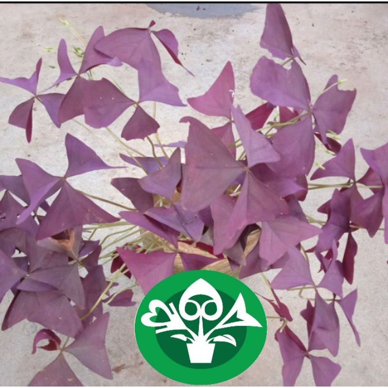 Oxalis triangularis seedlings 紫叶酢浆草苗 /绿叶 anak pokok Bunga Rama Rama ...