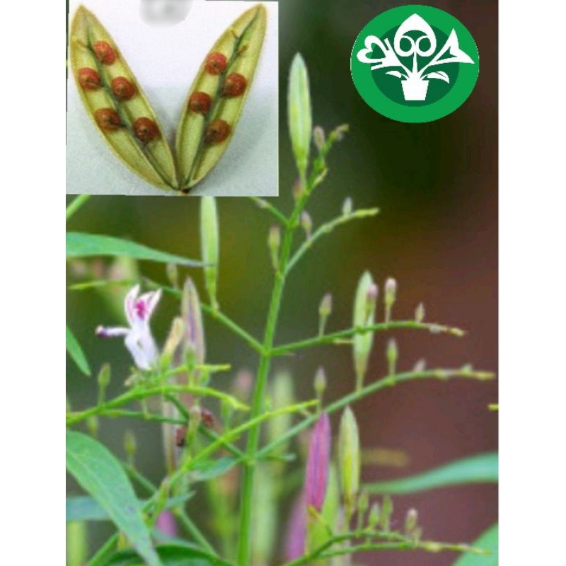 ( BUY 1 FREE 1) Andrographis paniculata seeds 50pcs穿心莲种子biji benih ...