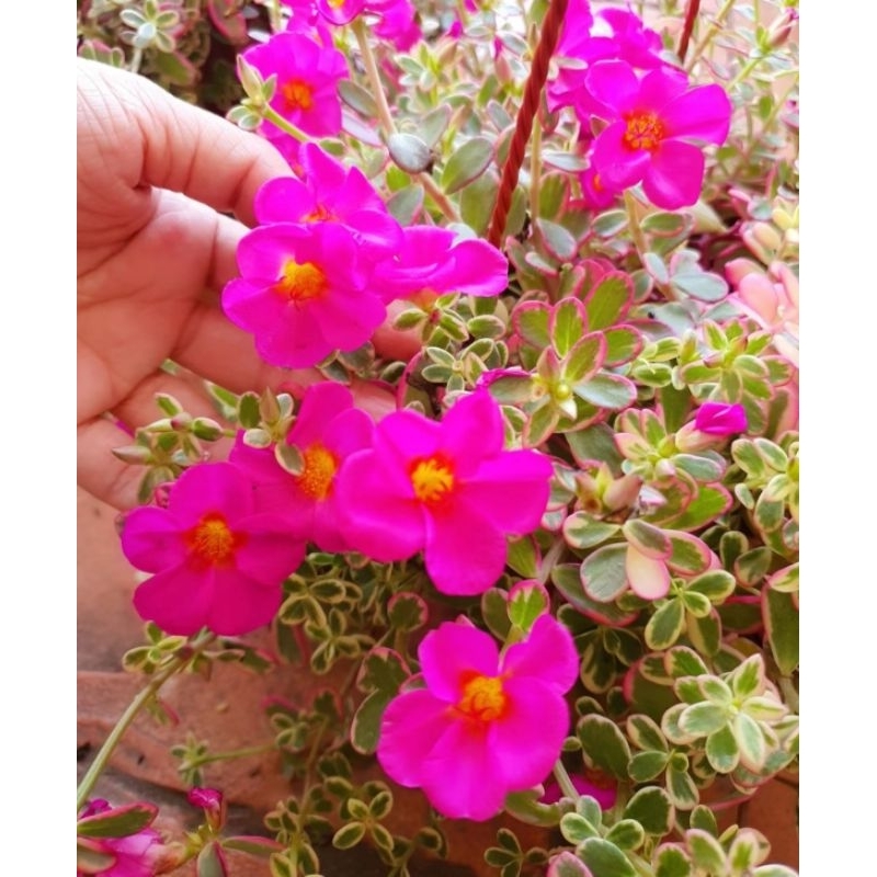 Happi GO 1Pot Portulaca Japanese Rose / Bunga Pukul 10 Pagi 十点花 (Live ...