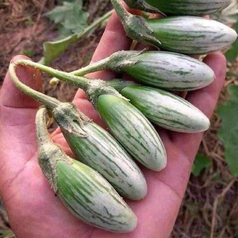 Biji Benih Terung Mini Telunjuk Thai -20 seeds /Thai Green Finger ...