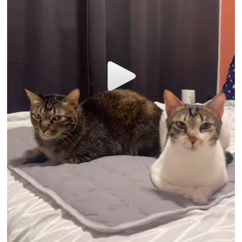 Better Earthing Grounding SG Premium Silver Cat Dog Mat Plush Pad ...