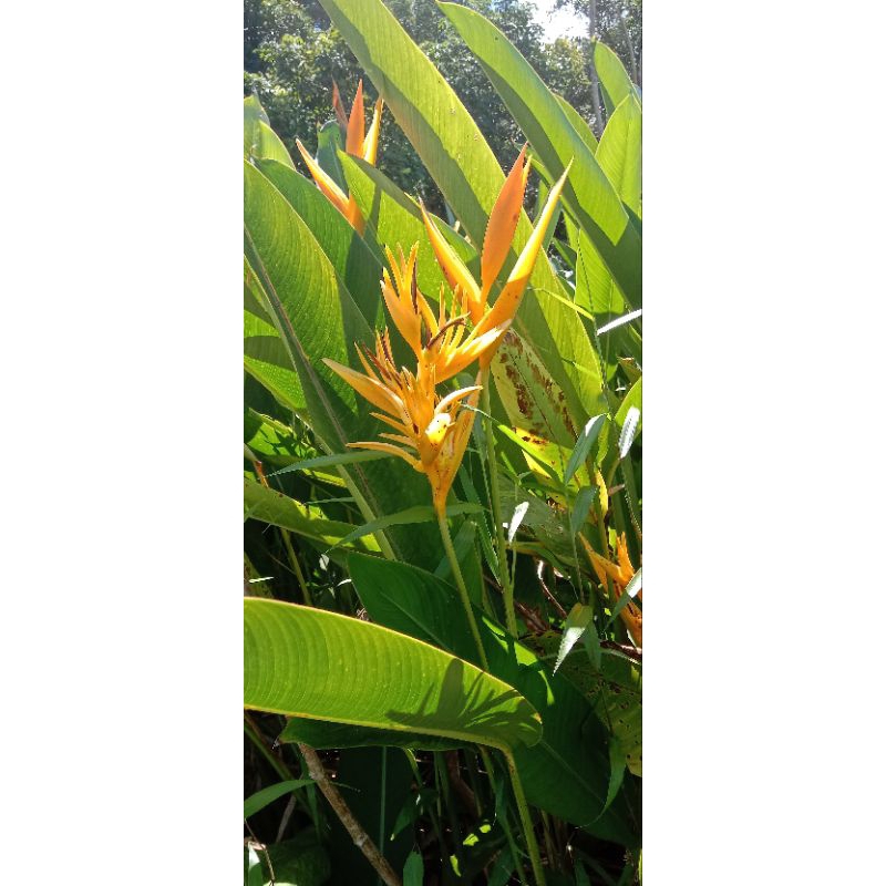 ANAK POKOK BUNGA SEPIT UDANG/HELICONIA. | Shopee Malaysia
