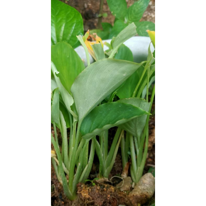 POKOK CEKUR BIASA/WANGI BERAKAR BERSAMA TANAH PERAPAN LEMBAB,ISI DAN ...