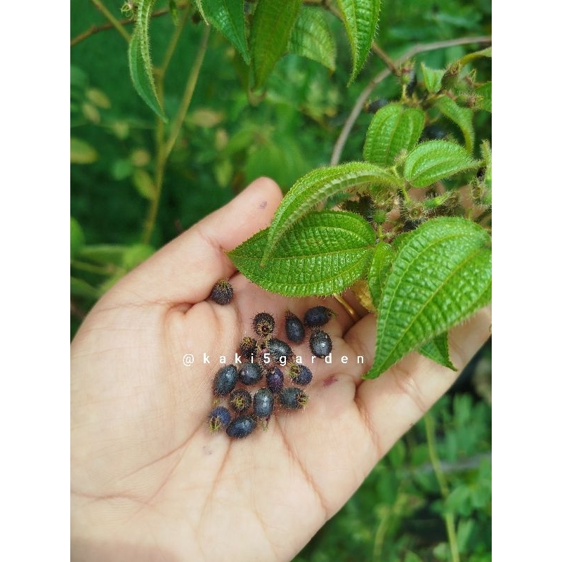 Anak Pokok Senduduk bulu Miconia crenata Clidemia hirta soapbush ...