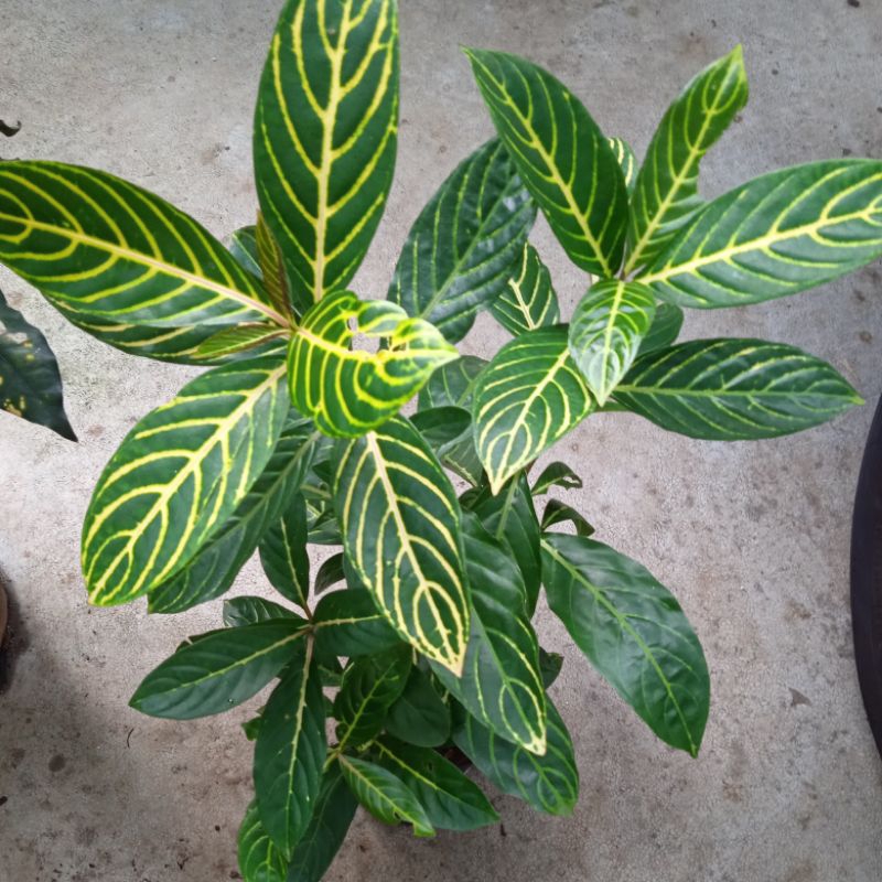 Zebra Plant/Sanchezia speciosa J. Leonard live plant 金脉爵床, 金叶木苗 Anak ...