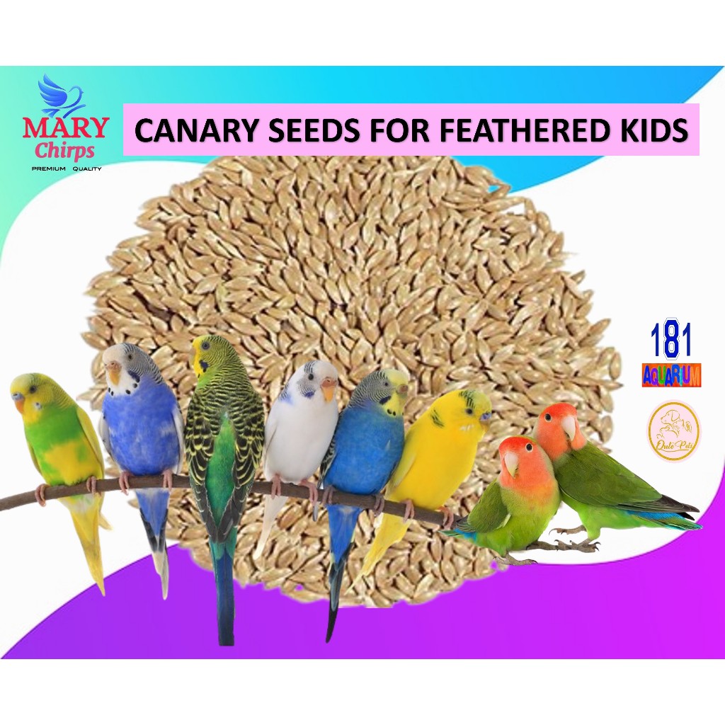 [1kg] MARY CHIRPS Canary Seeds for Parrots | Parakeets | Love Birds | Cockatiels | Budgie ...