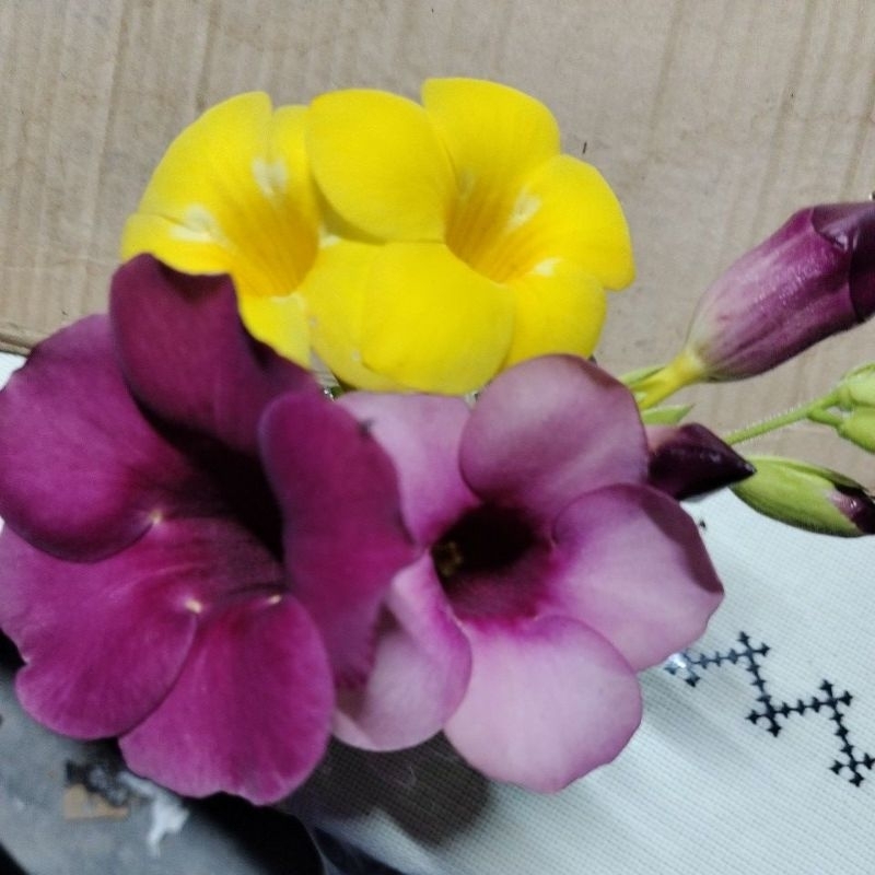 Pokok bunga Alamanda . Berbunga sepanjang tahun. | Shopee Malaysia