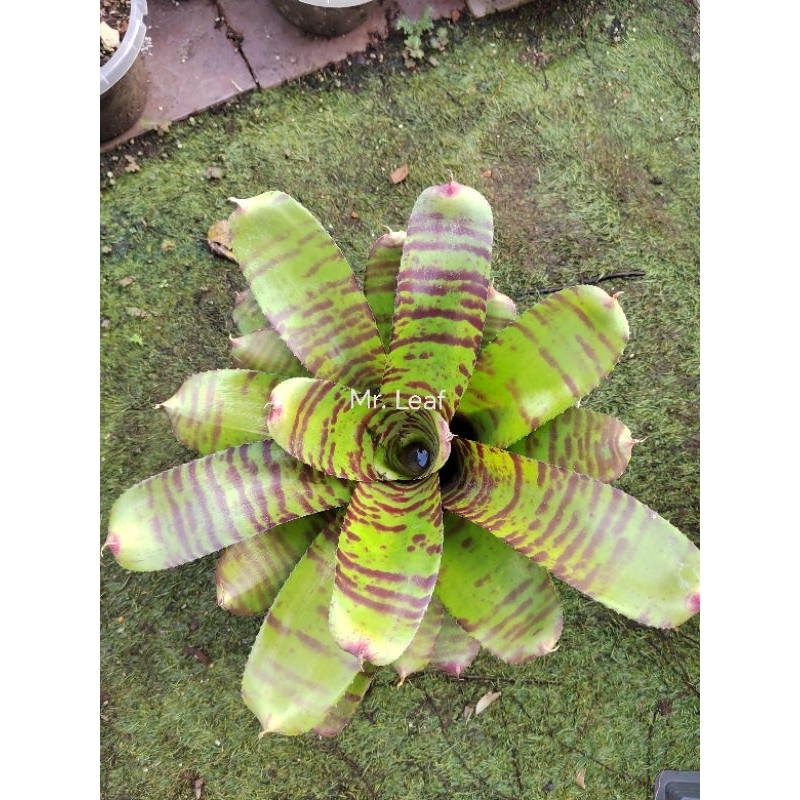 Bromeliad Neoregelia Tiger Hybrid | Shopee Malaysia
