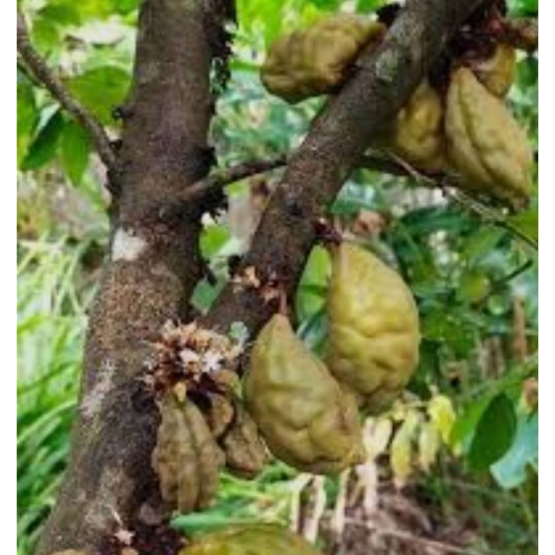 Pokok Nam Nam/Pokok Katak Puru | Shopee Malaysia