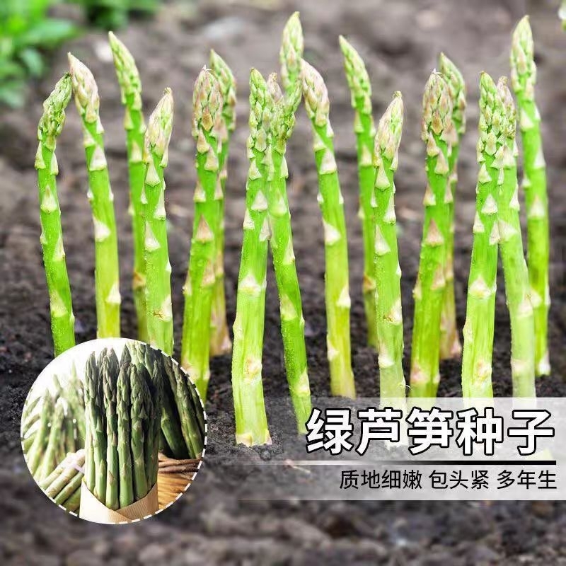 10 Biji Benih - Asparagus bamboo 芦笋種子 | Shopee Malaysia