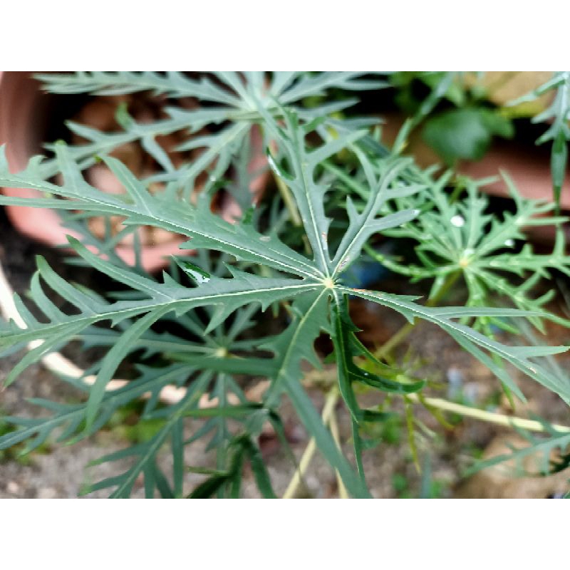 POKOK GAMBIR SERAWAK DALAM POLIBEG RM10.90 | Shopee Malaysia