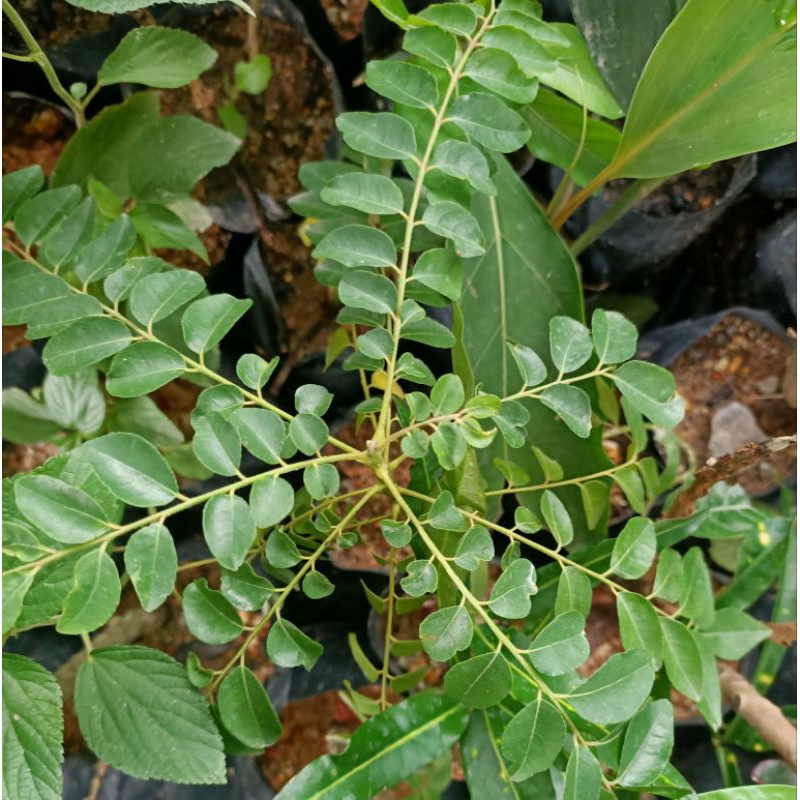 ANAK POKOK KARI DALAM POLIBEG RM5.90 | Shopee Malaysia