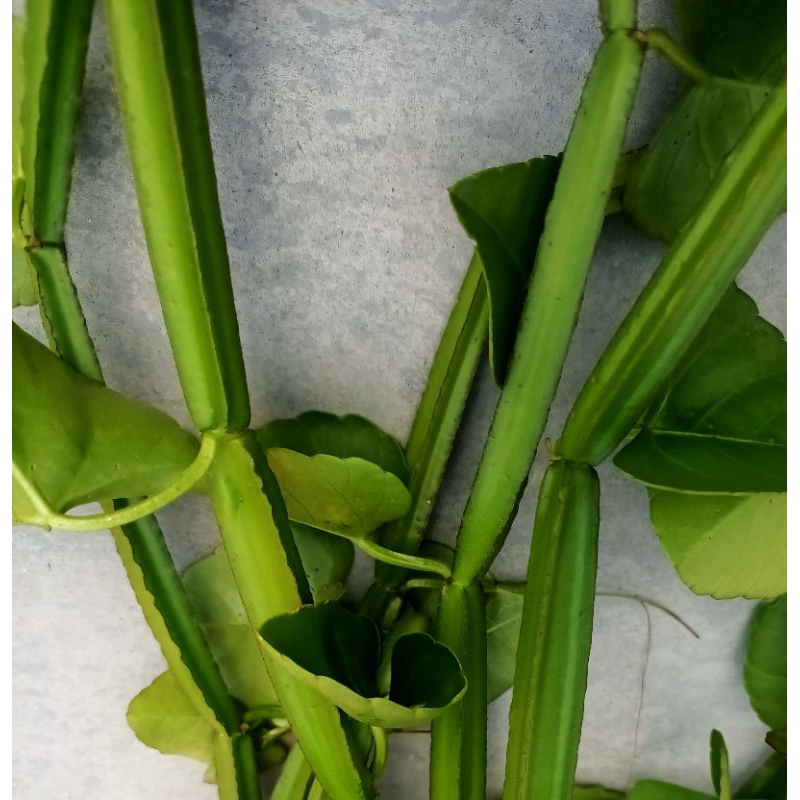 POKOK KATAM SERIBU /POKOK BUASIR/ POKOK PATAH TULANG 3KERATAN DALAM ...