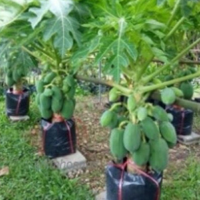 5pcs seeds BETIK SEKAKI / 1 feet papaya potted friendly/ balcony ...