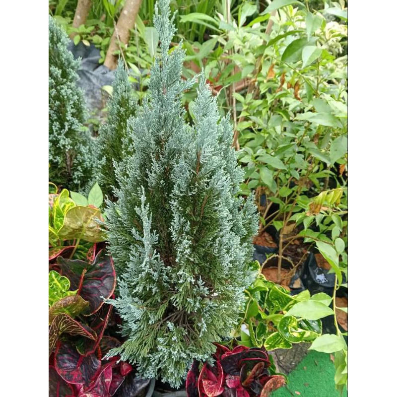 KKB Blue Pine, Silver Pine, Blue Point Juniper, Juniperus Chinensis ...
