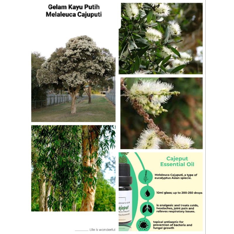 KKB Gelam Kayu Putih, Melaleuca cajuputi, Kayu Puteh, Tea Tree, Paper ...