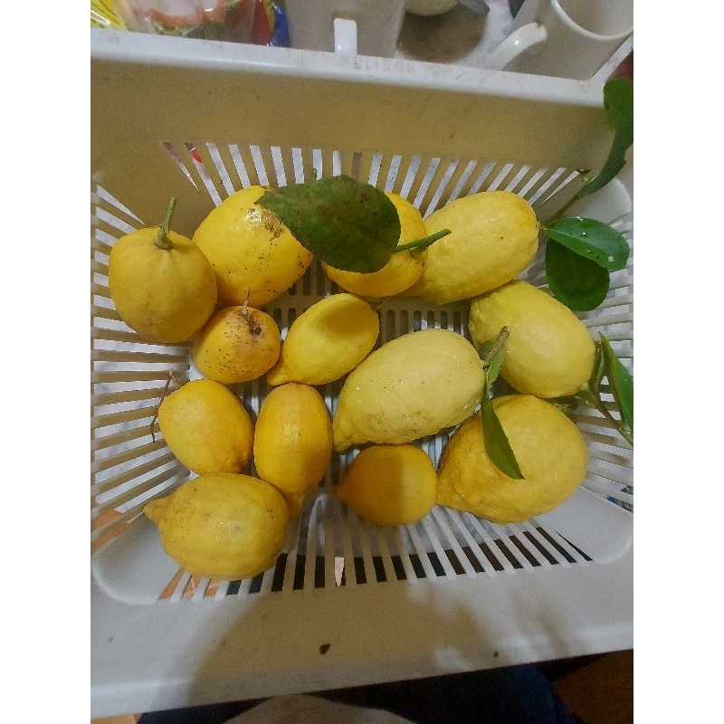 pokok LEMON EUREKA seedless (pokok matang) , boleh berbuah dalam pasu ...
