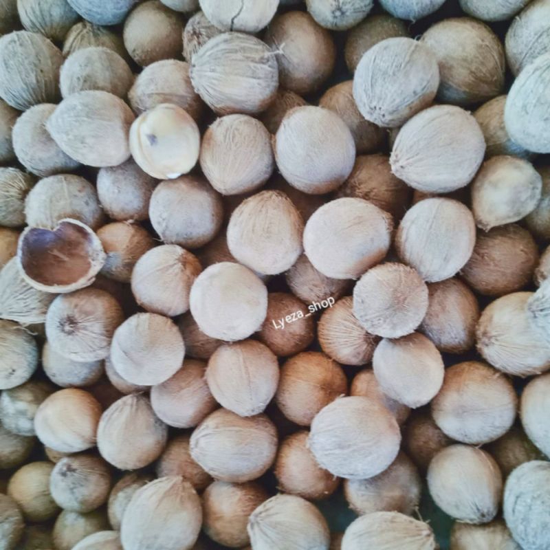 buah kulim/jungle garlic segar 100% ASLI(SCORODOCARPUS BORNEENSIS BECC ...