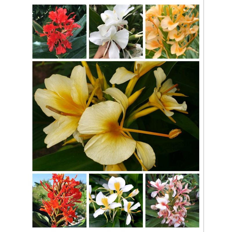 KKB Gandasuli, Butterfly Ginger, Hedychium coronarium | Shopee Malaysia