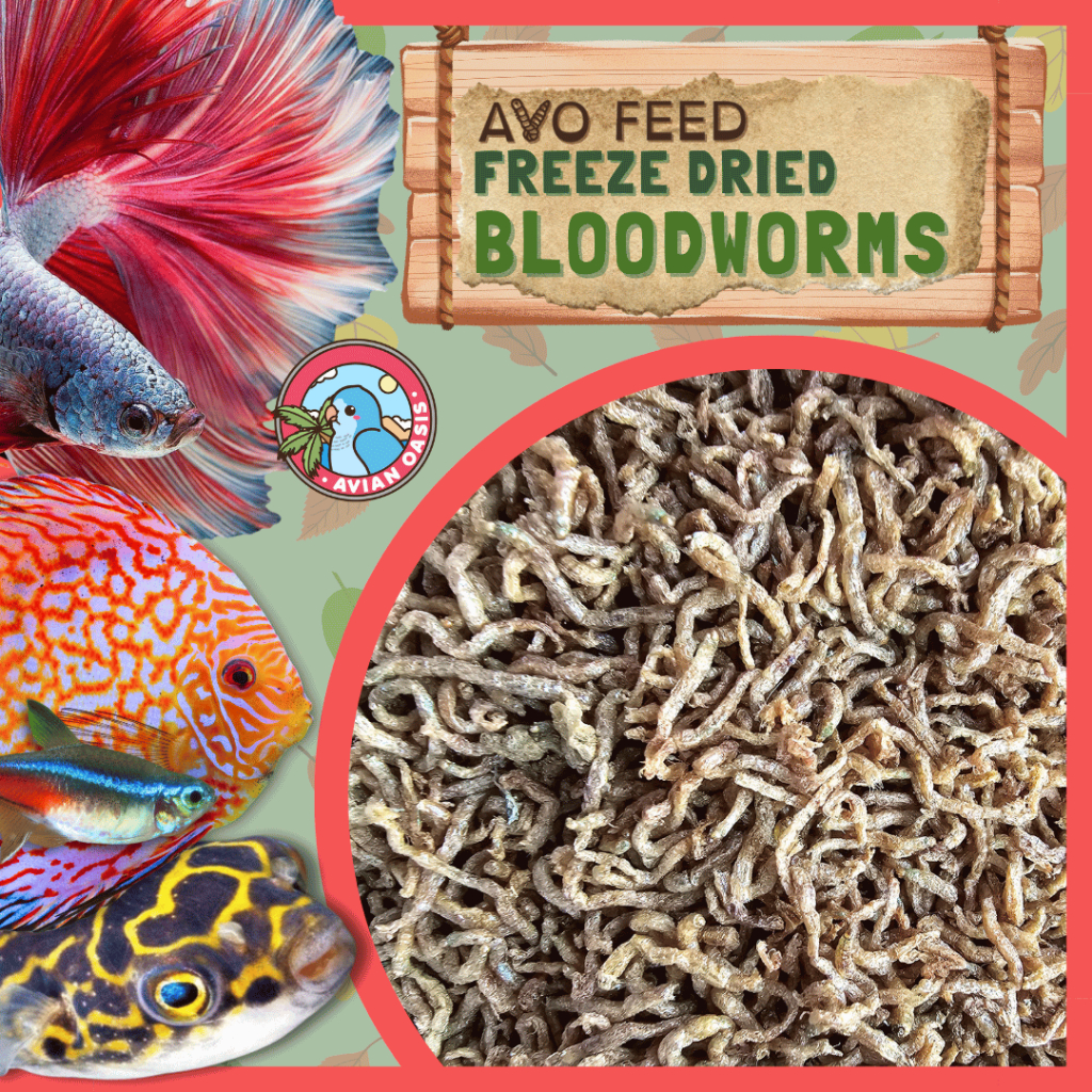 Premium Freeze-Dried Bloodworms – AVO FEED High Protein Treat for Fish ...