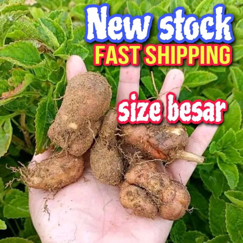 READY STOCK UBI KEMILI 1KG / UBI KELIM | Shopee Malaysia