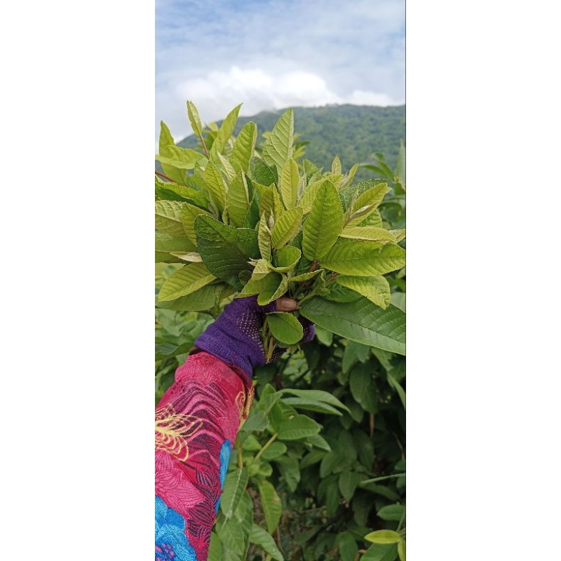 500g Young Guava Buds Dried Young Guava Leaves - Organic - Reduces ...