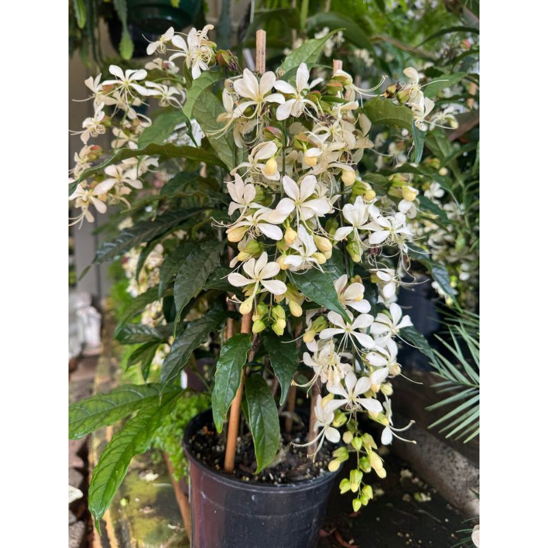 KKB Clerodendrum Wallichii, Clerodendrum laevifolium,Clerodenrum nutans ...