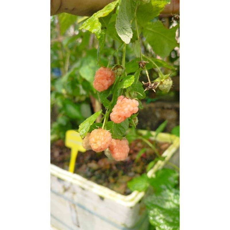 Biji Benih Golden Raspberry / Golden Raspberry seeds / 100 biji benih ...