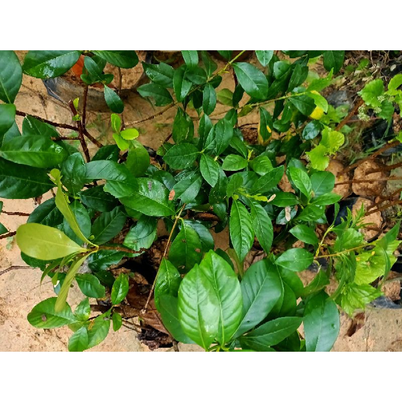 POKOK BUNGA CINA SUSUN DAN WANGI DALAM POLIBEG | Shopee Malaysia