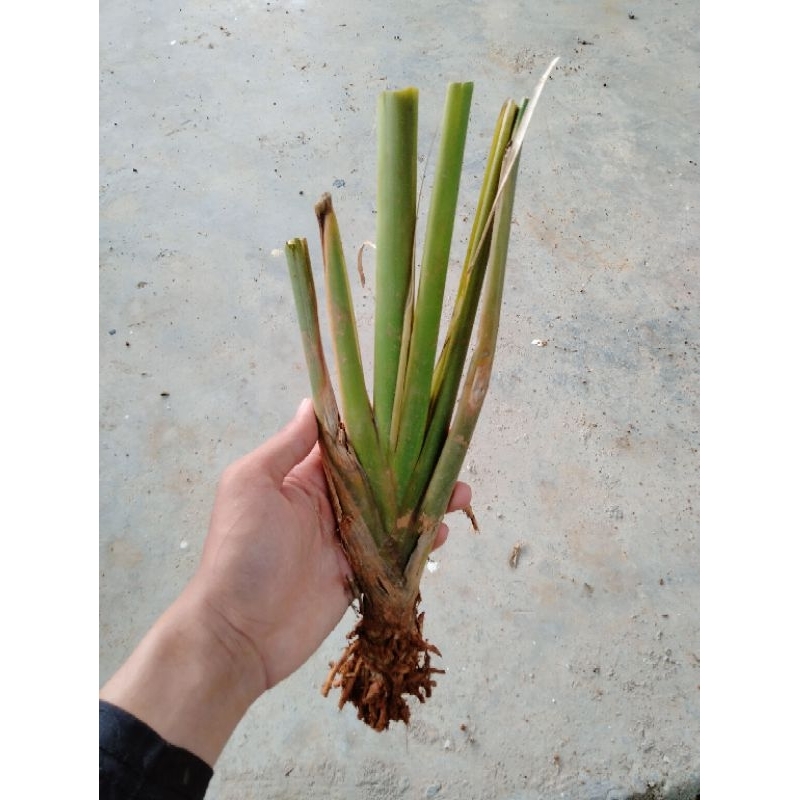 benih pokok calathea lutea | Shopee Malaysia