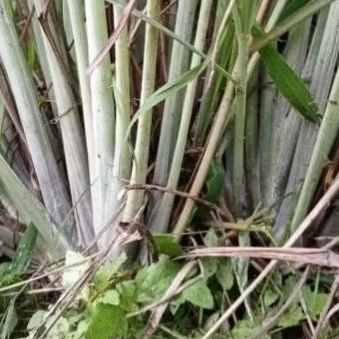 Anak Benih Serai [Peha Ayam] 1 set 20 batang,[0.49 sebatang]saiz besar ...