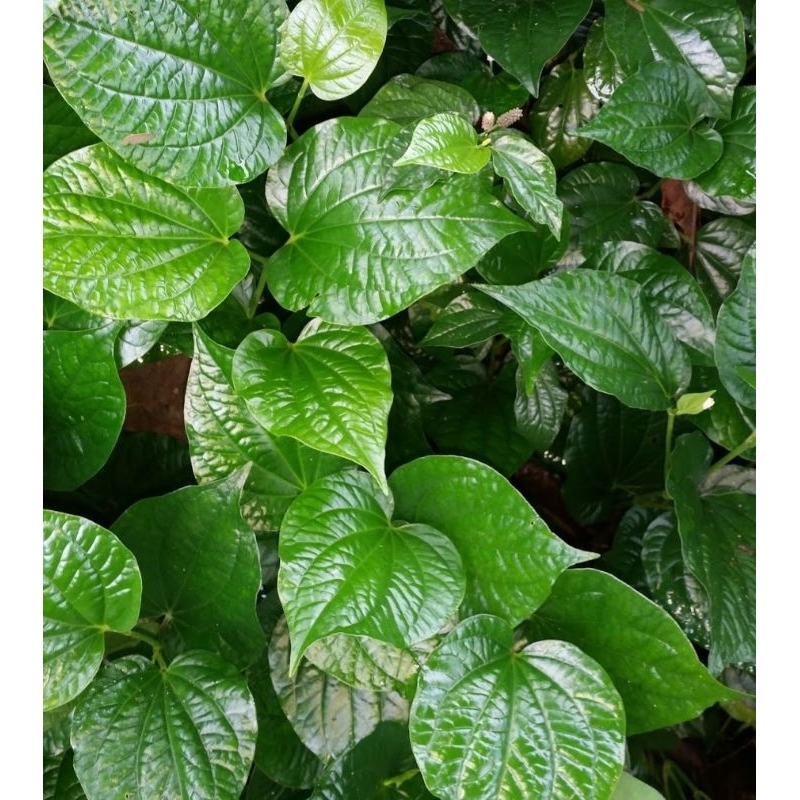 keratan batang pokok daun kaduk Piper Sarmentosa | Shopee Malaysia