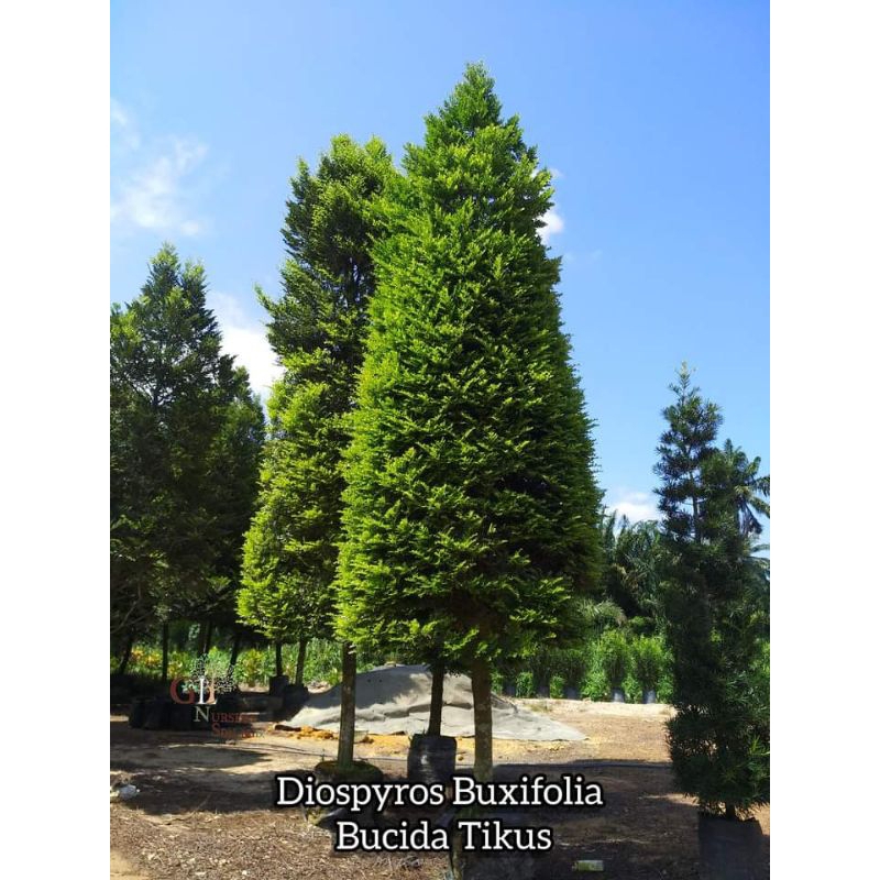 KKB Bucida Tikus, Diospyros Buxifolia | Shopee Malaysia