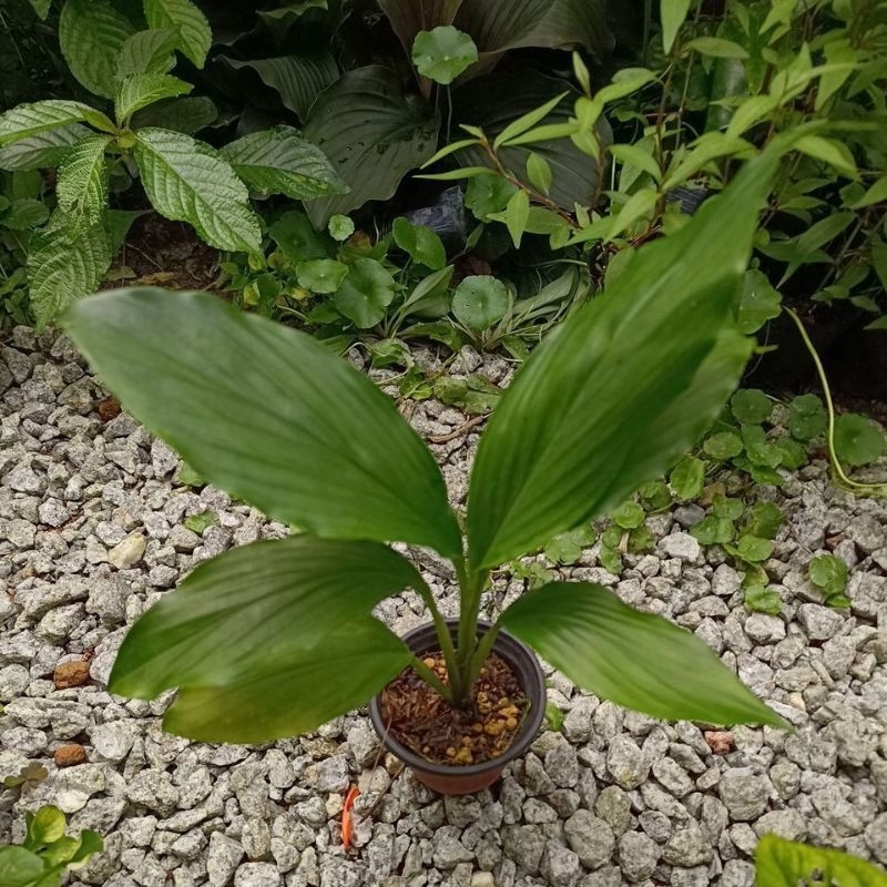 Pokok pijat /kesing/cemomok (pokok matang) | Shopee Malaysia