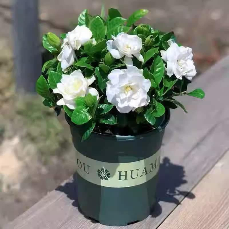 【TW668】Gardenia white fragrance in polybag桅子花双层花瓣香氣濃郁/ cape jasmine ...