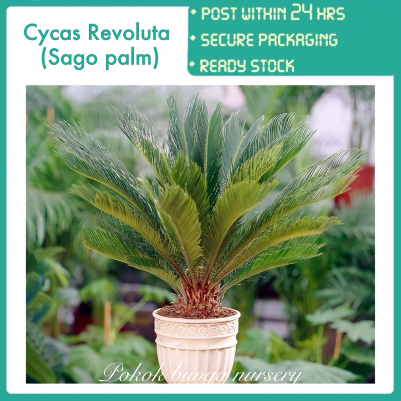 PBN - Cycas revoluta (sago palm) - Pokok bunga nursery outdoor real ...