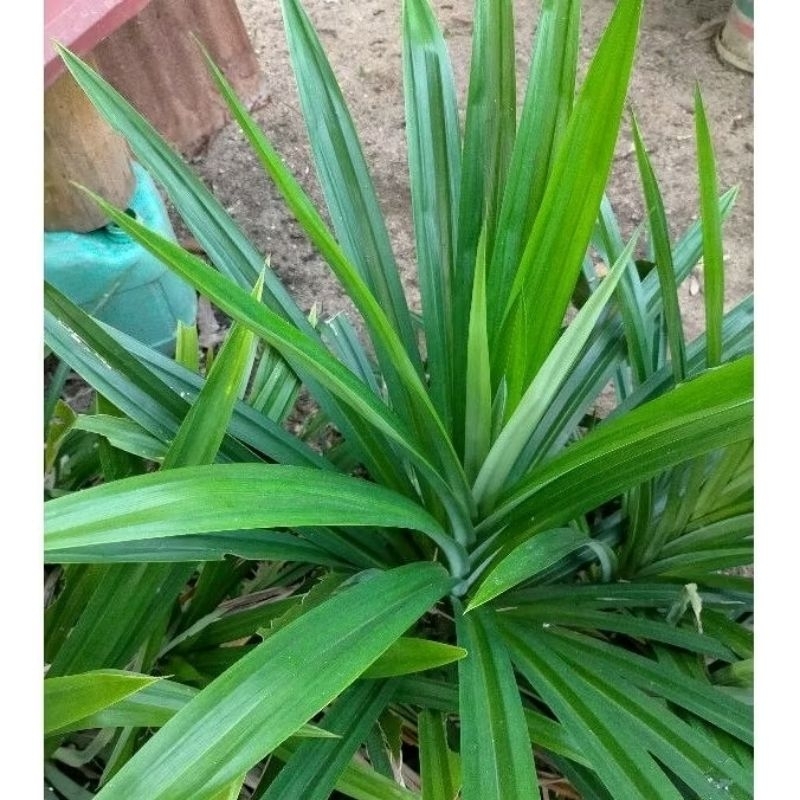 Benih Anak Pokok Pandan Masakan (tanpa pasu/pasir) | Shopee Malaysia