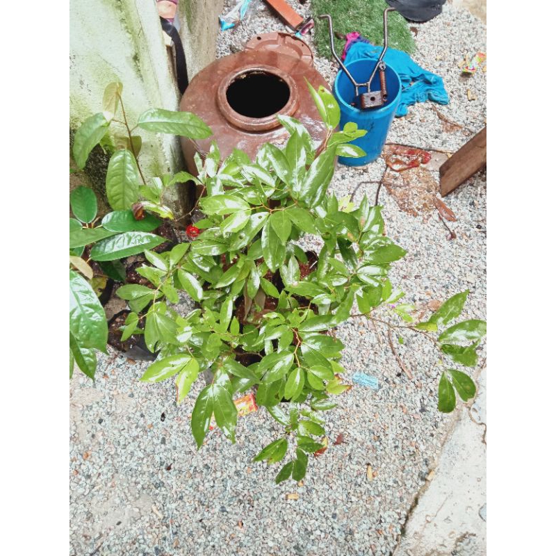 pokok nam nam | katak Puru | pokok besar | Shopee Malaysia