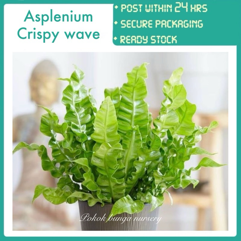 PBN - asplenium crispy wave - bird nest fern nidus indoor plant ...