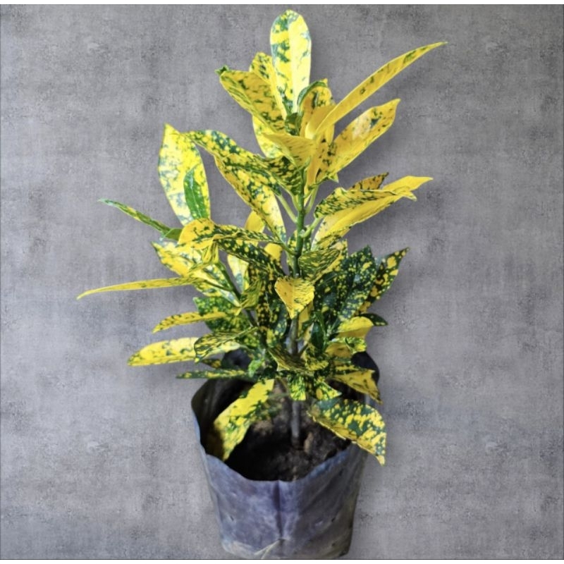 Pokok Puding Kuning Hijau Golden Plant | Shopee Malaysia